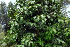 Chlebovník africký (Treculia africana) - Afrikaonline.cz