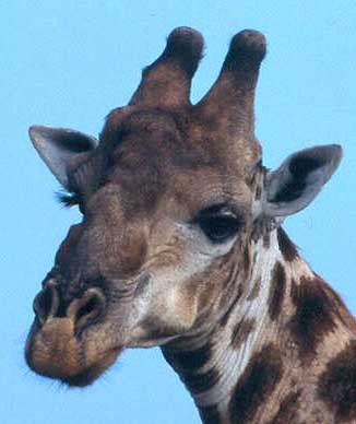 Žirafa (Giraffa camelopardalis) - Afrikaonline.cz